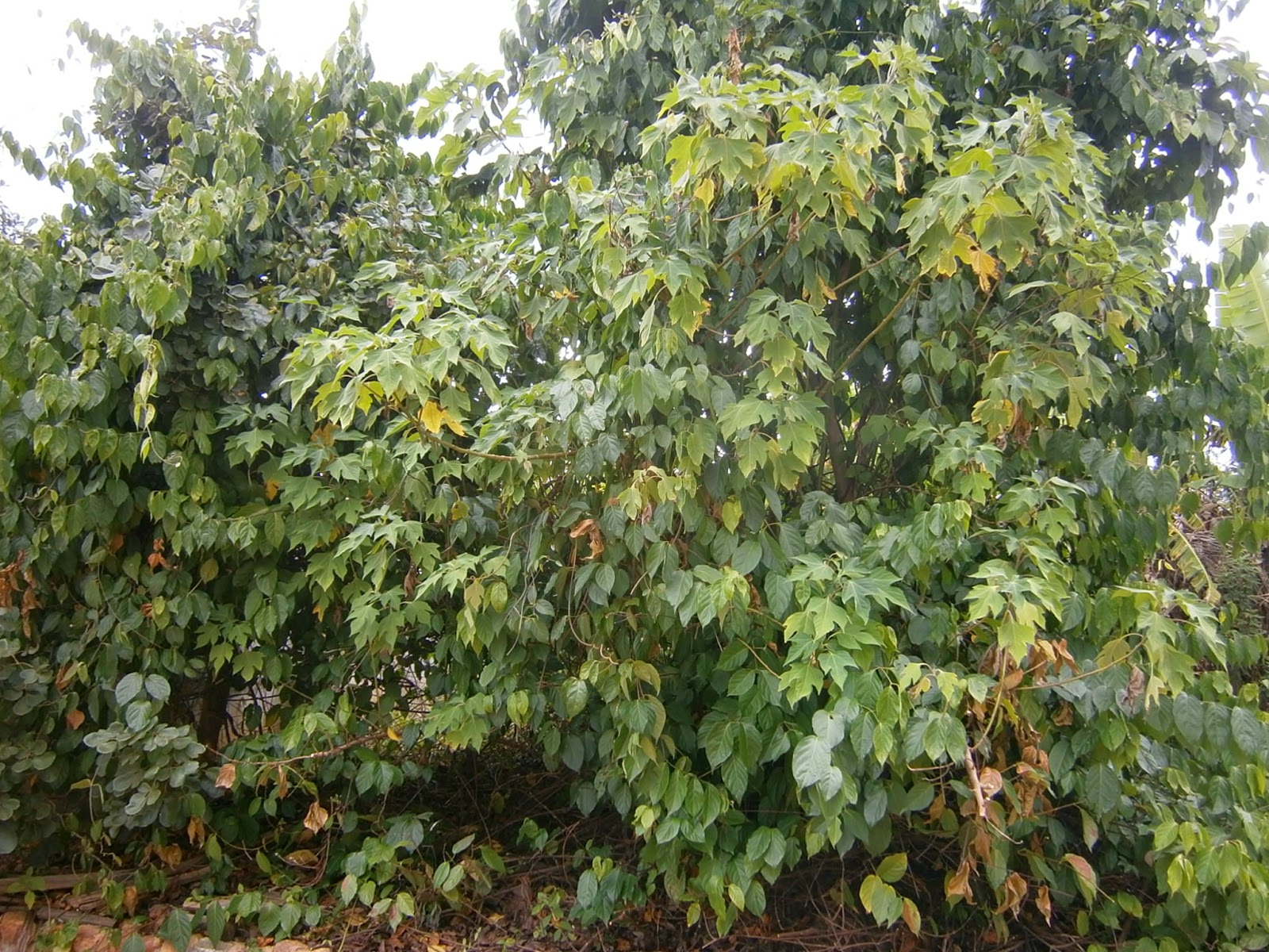 Zelando pela Chacrona e pelo Jagube: janeiro 2015