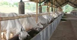 MENGETAHUI PENYEBAB PENYAKIT DIARE PADA SAPI - BETERNAK DAN MENANAM