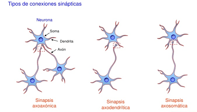 Neuronas