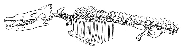 Escenarios prehistóricos: Rodhocetus