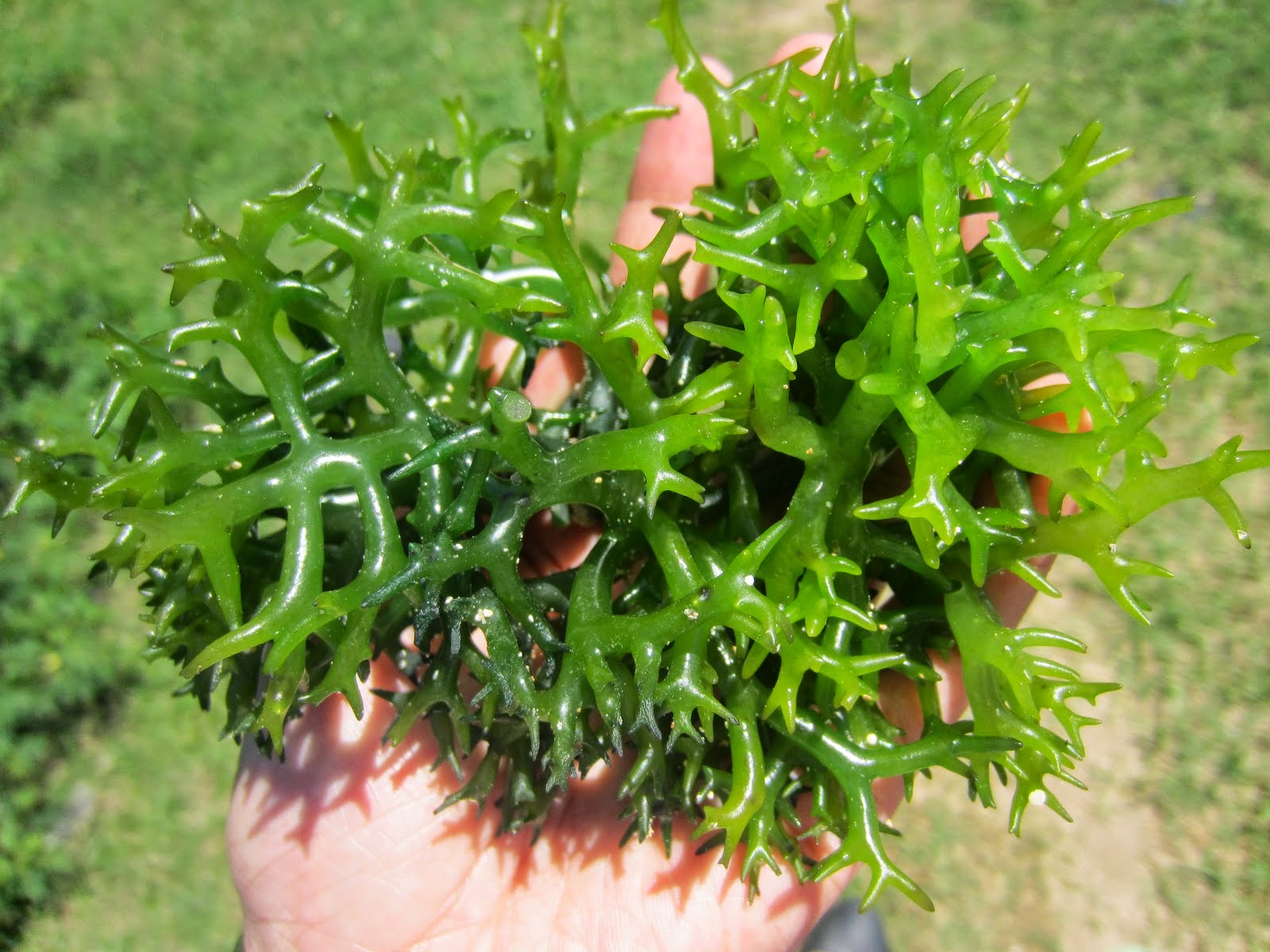 RUMPAI LAUT SABAH: PERBEZAAN RUMPAI LAUT (HIJAU, UNGGU DAN KUNING)