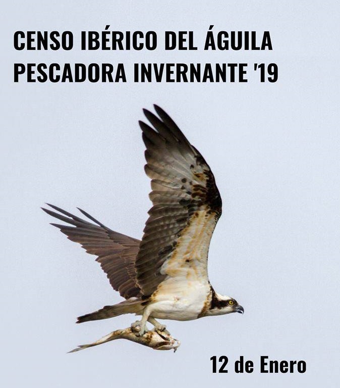 Verín Natural: Censo ibérico de Aguia peixeira invernante 2019