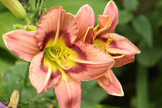 Cheesehead Gardening: What's in Bloom 7/4/2012