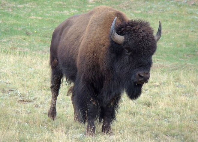 The American Cowboy Chronicles: Cattle Breed -- Beefalo