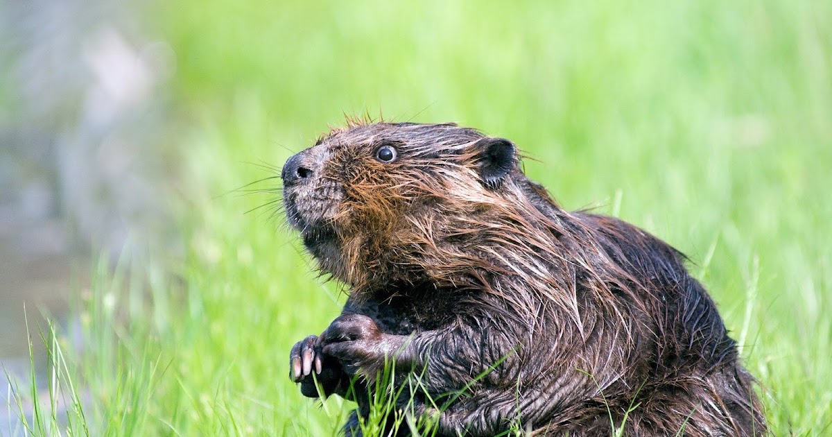 The birth of Modern Man: Beavers gnawing away at the Arctic permafrost