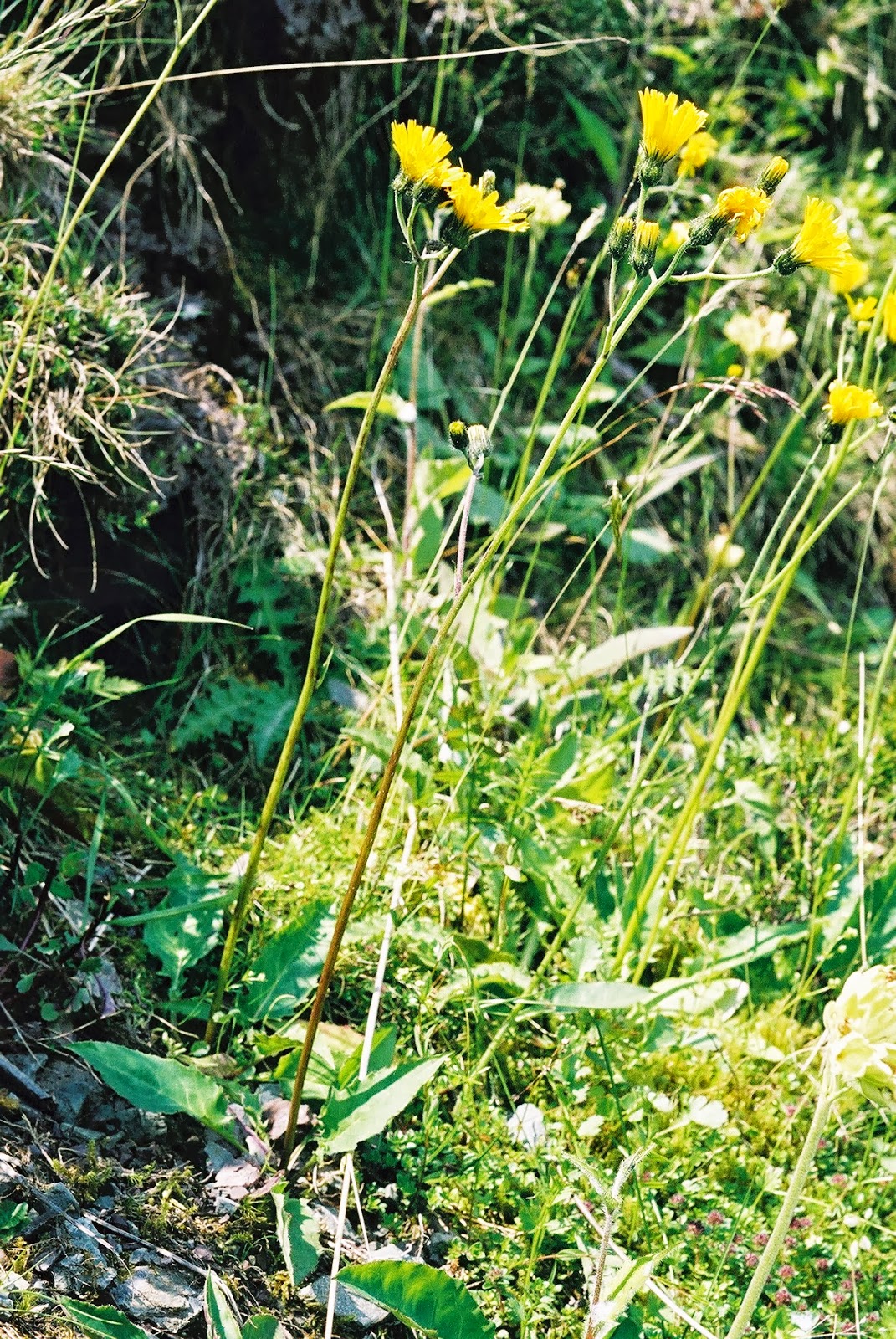 Memories of Peter Sell