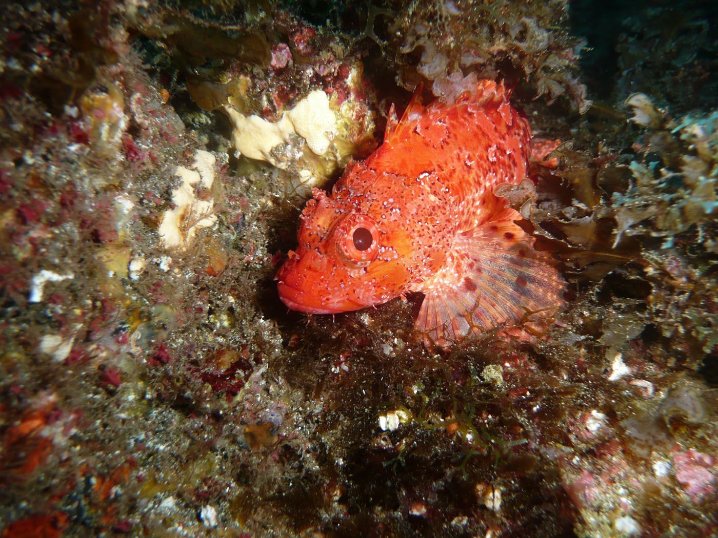 A Pesca do Jorge Santos