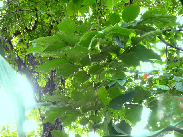 Stereospermum Tree - Palol | SL Flora