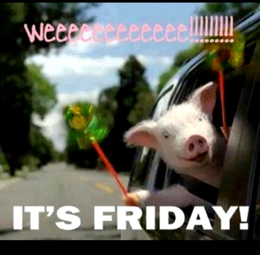 Happy Friday Animal Pictures | Wallpapers Gallery