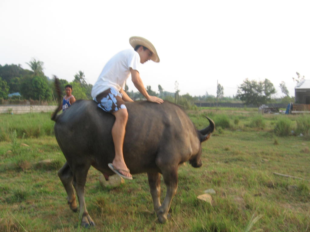 Riding a Carabao ~ The Coconuter