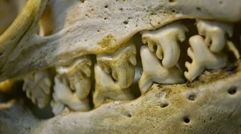 eInquisidor: La foca cangrejera tiene dientes... en sus dientes