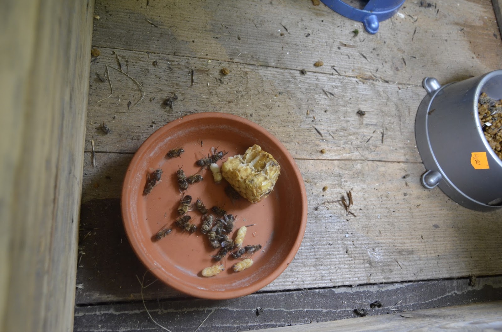 Jeżowy zakątek - czyli jeże w ogrodzie miododajnym: Dzień czwarty ...