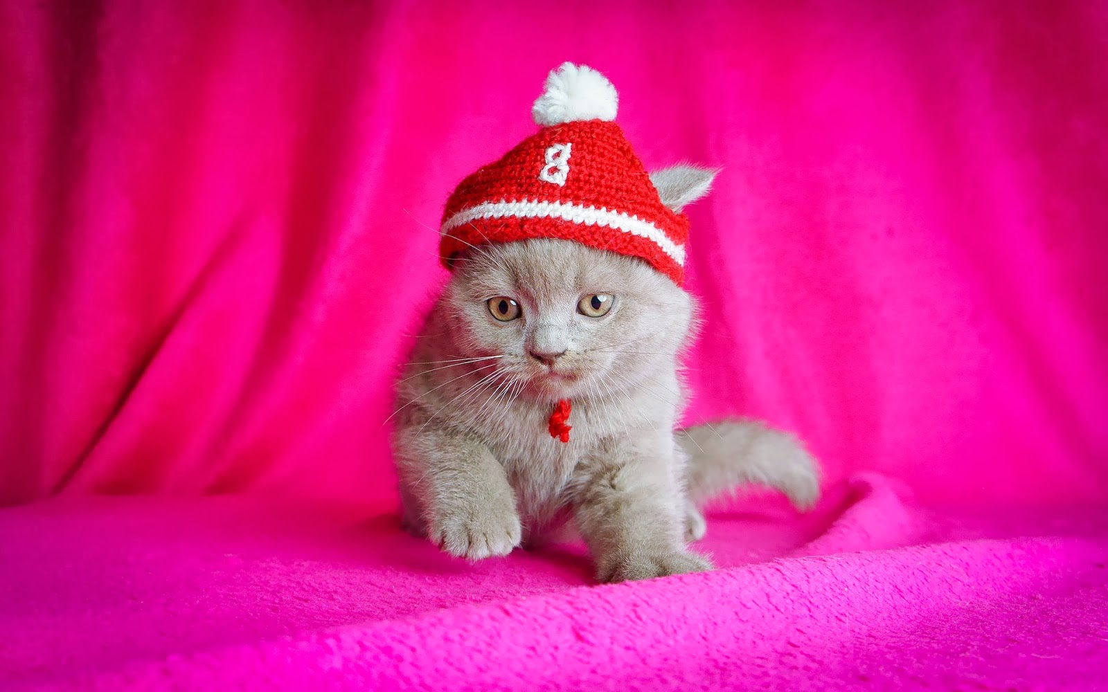 Katten wallpapers (katten foto's)