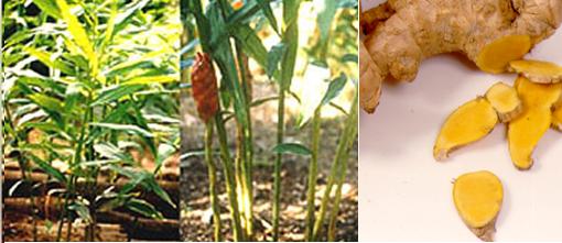 Dunia Farmasi: Liburan Dengan Bangle