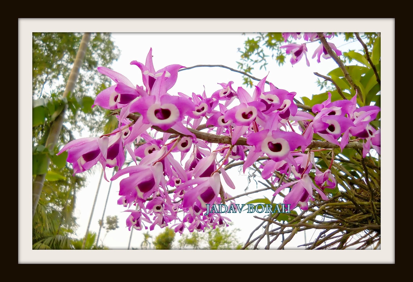 Photography of Chao Jadav Borah: Keteki phool (কেতেকী ফুল) Pandanus ...