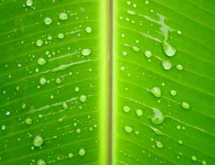 i am pinoy: What is a Dahon ng Saging?