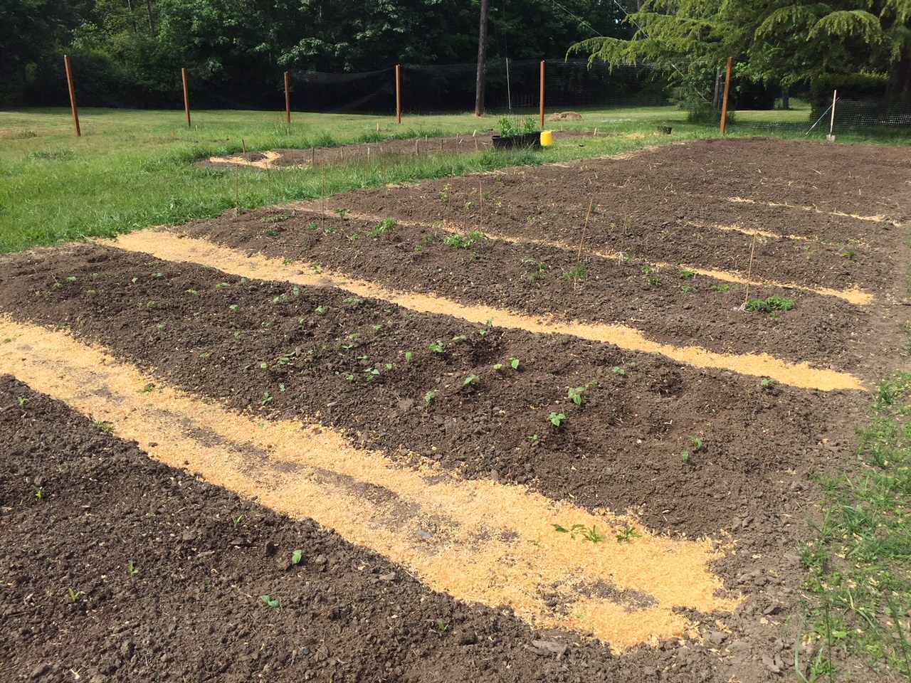 Deep Bed Gardening - Victory Garden Style