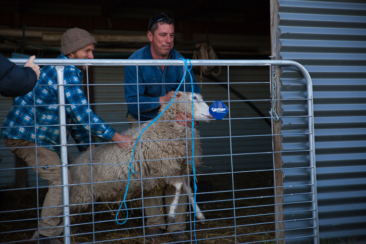 Foxs Lane: catching sheep in 25 steps