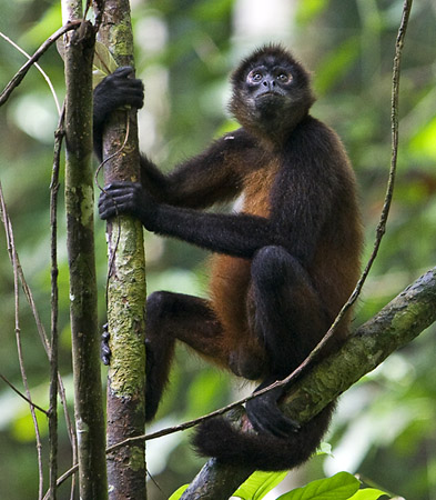 Spider Monkey | The Life of Animals