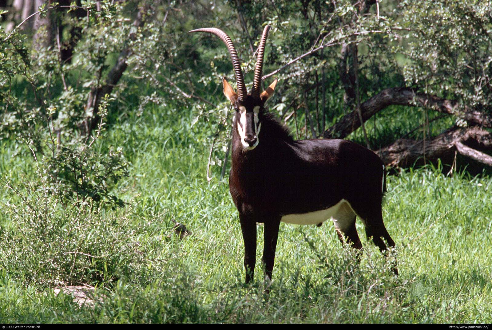 El ojo del buitre: Antílope negro ó sable (Hippotragus niger)