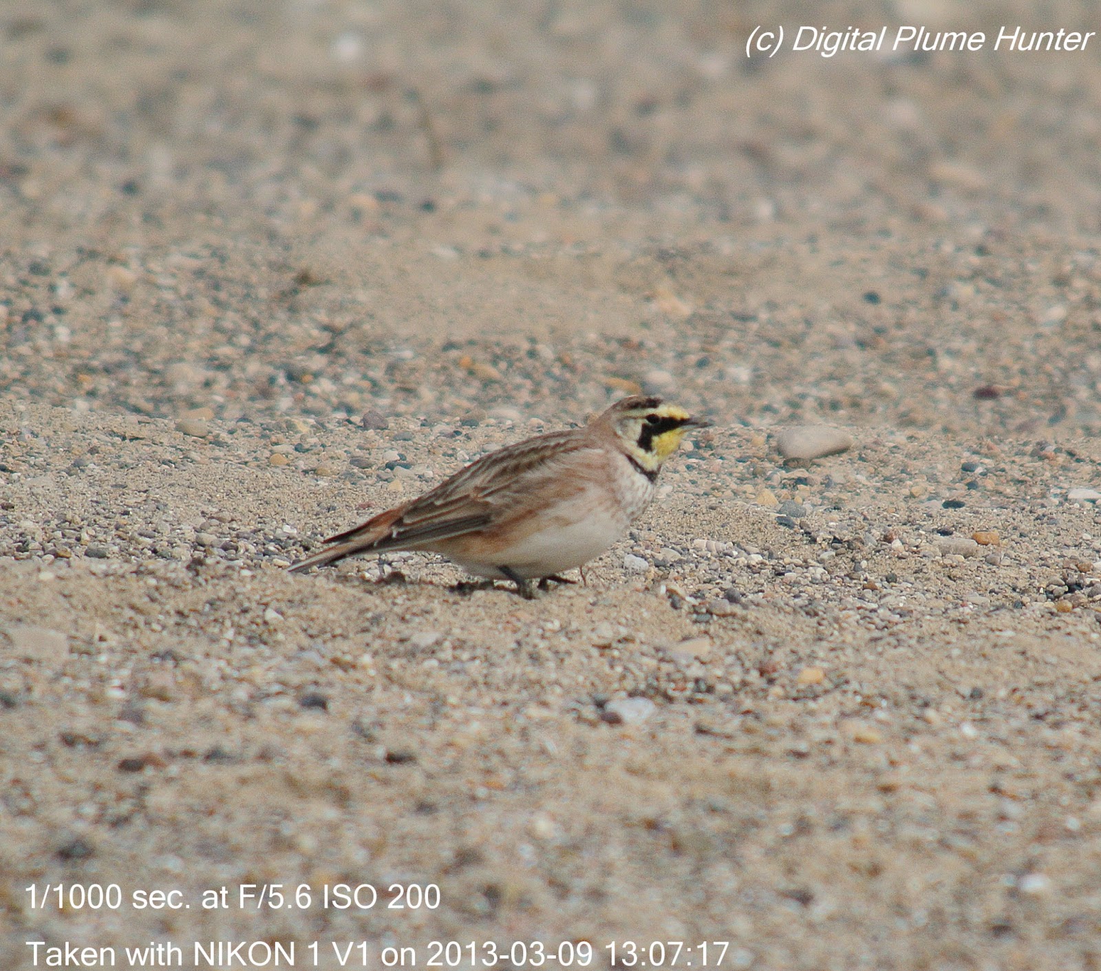 Hunting Digital Plumes in the US and Beyond: Lapland Longspur, Snow ...