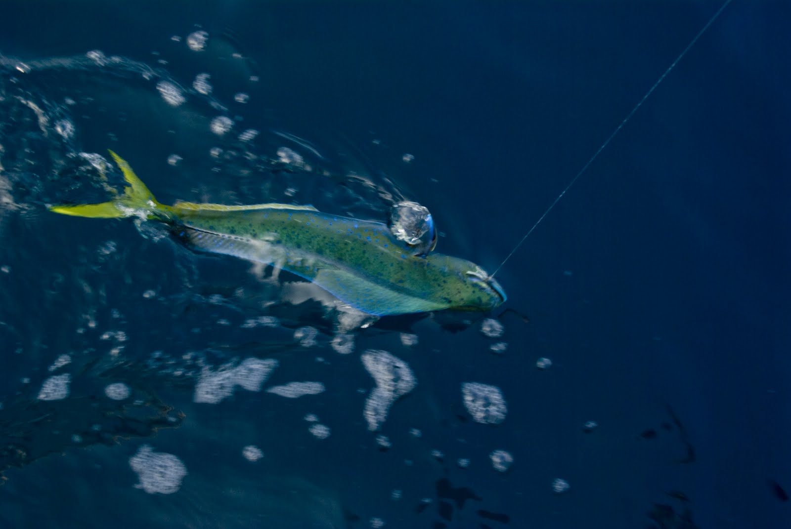 Pescando en la Bahía de Palma: la llampuga