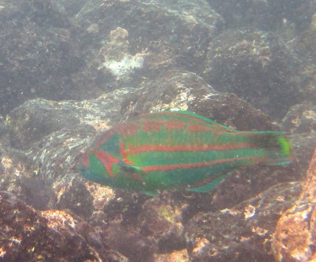 Kona Snorkeling, Fish Watching and Other Adventures: Stout Moray Eel ...