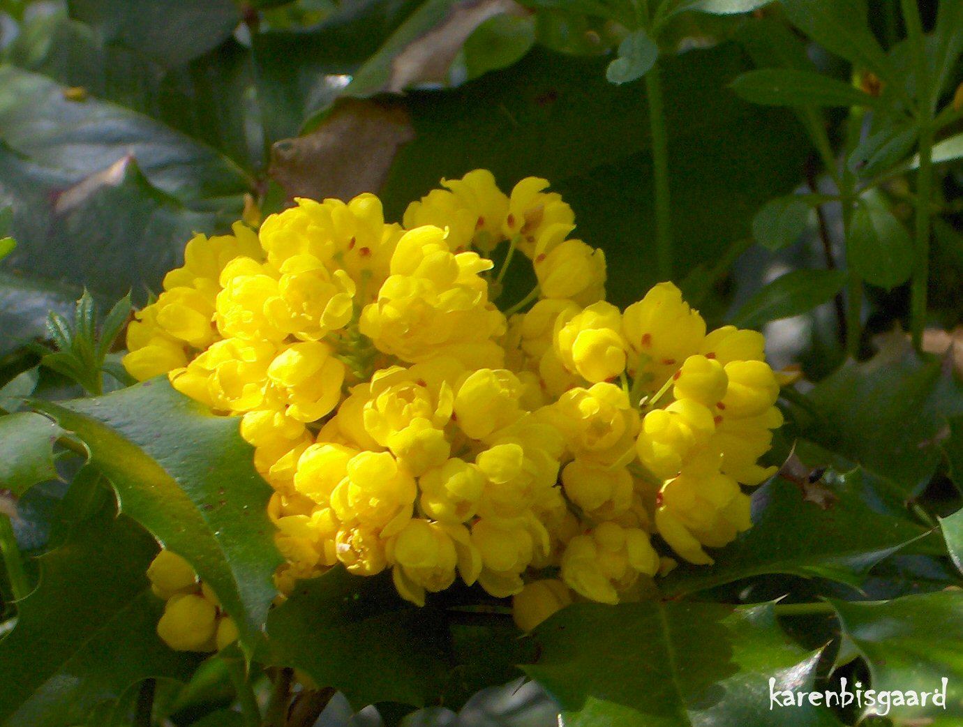 Karen`s Nature Photography: Yellow Flowers of Oregon Grape Evergreen Plant.