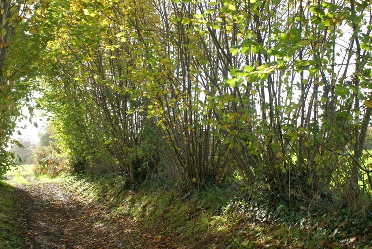 A Green and Rosie Life: Hedgerow Harvest
