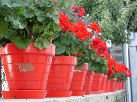 Nanniepannie's Blog: THE RED GERANIUM