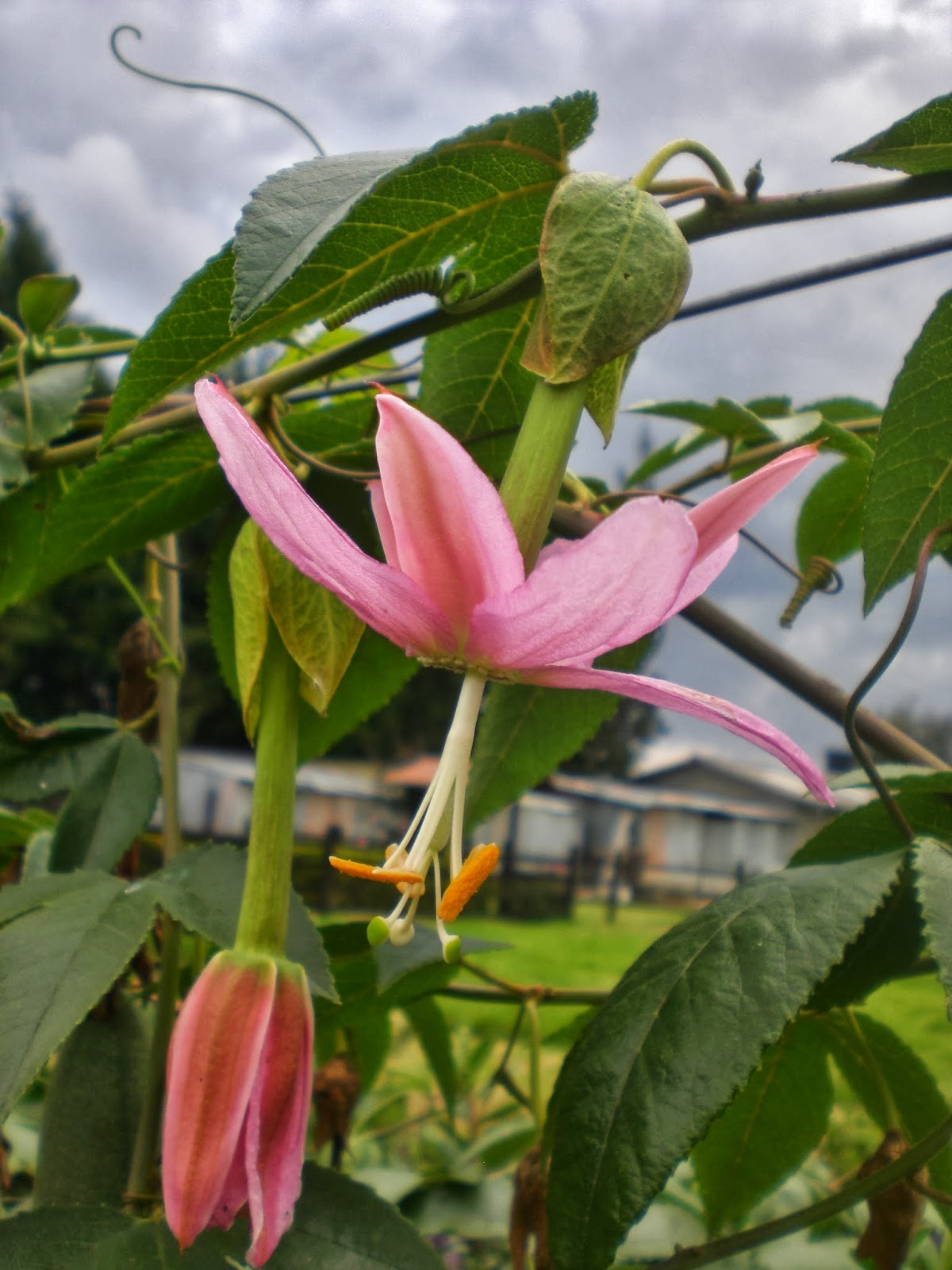 Passiflora tripartita var mollisima o curuba | Flores colombia
