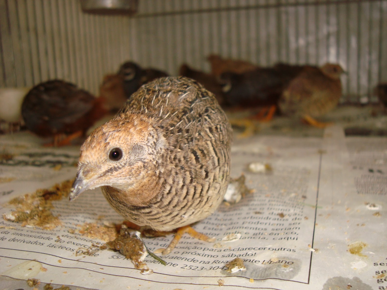 codorna chinesa: Codorna Chinesa Blue Face , Cinnamon (Canela) , Silver ...