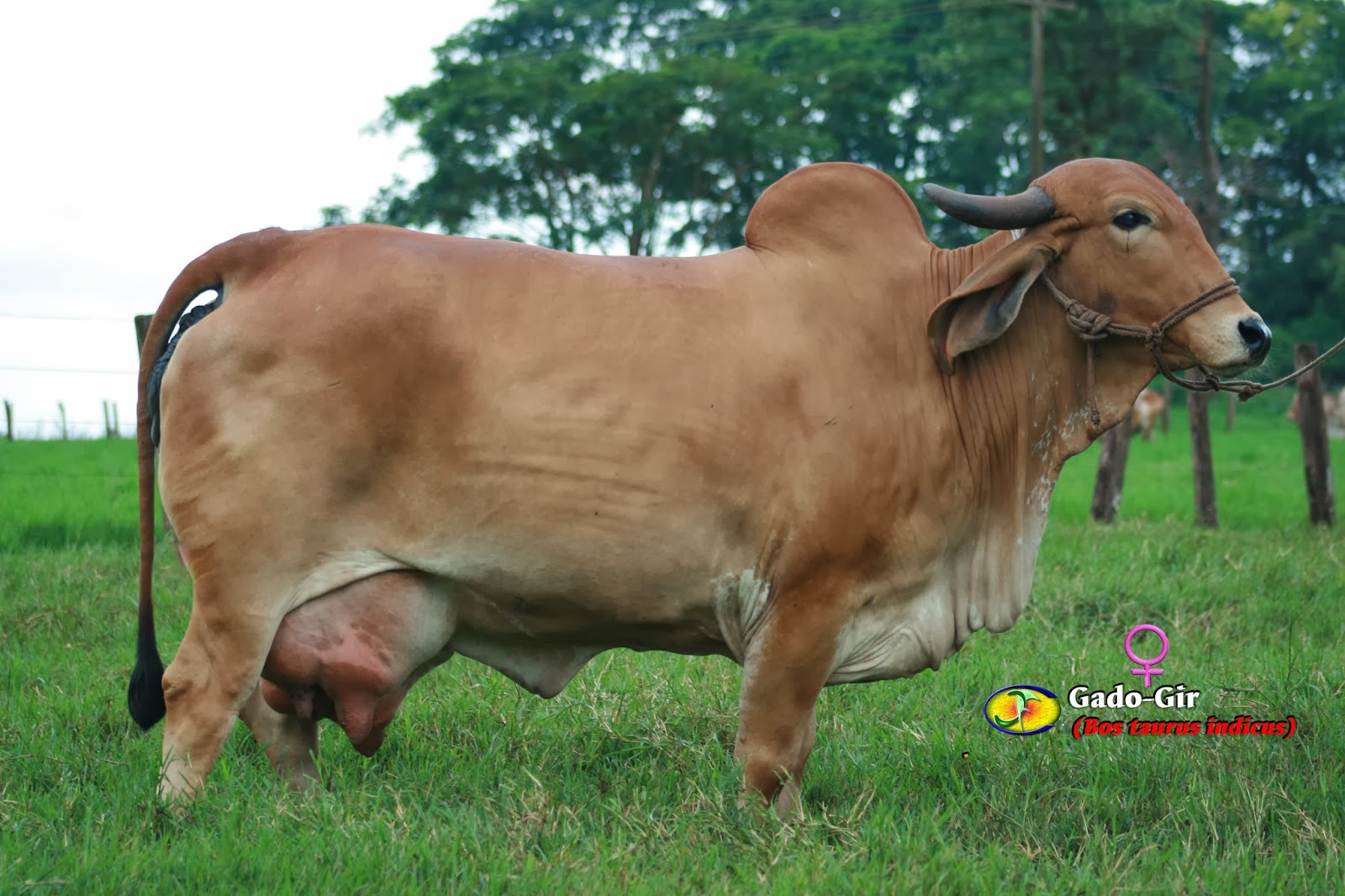 Zoologia: Gado-Gir (Bos taurus indicus)