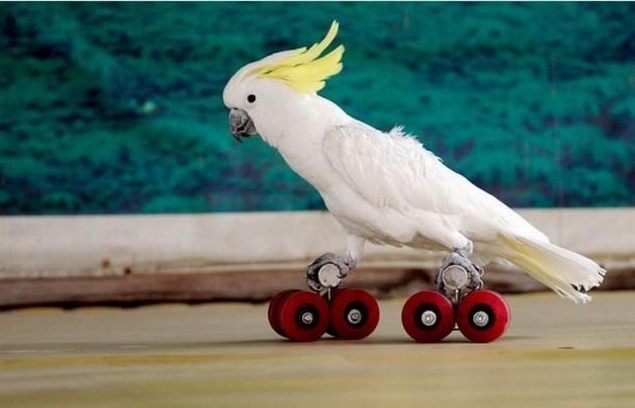 AJORBAHMAN'S COLLECTION: Incredible Abilities of Parrots Revealed at ...