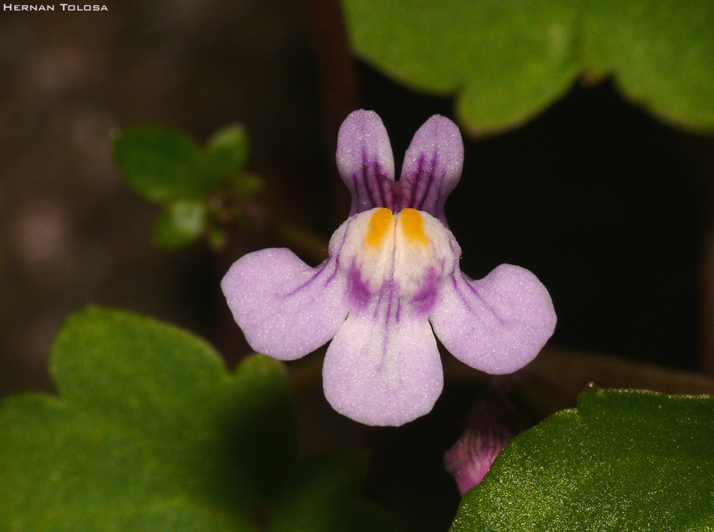 Flora Bonaerense: Picardia (Cymbalaria muralis)