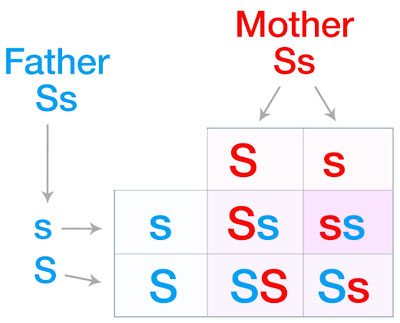 Gen Letal Resesif, Dominan, Letal Manusia Dalam Hereditas Penerapan Dan ...