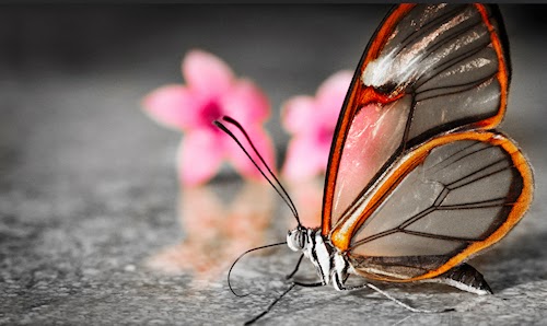 The Presurfer: The Incredible Glasswing Butterfly