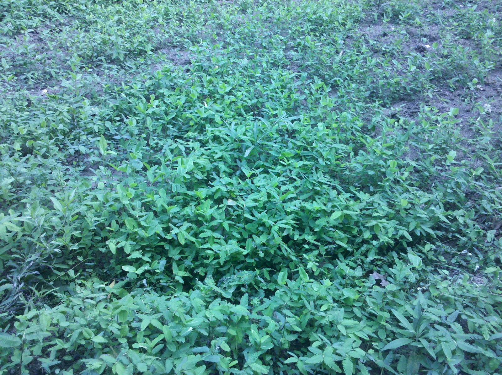 Chaplin Bend Farm: Deer Vetch and Alyce Clover