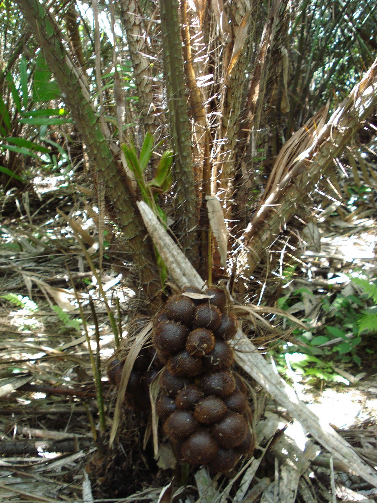 Fruit : Salak (Snake Skin Fruit) - Bali Semara