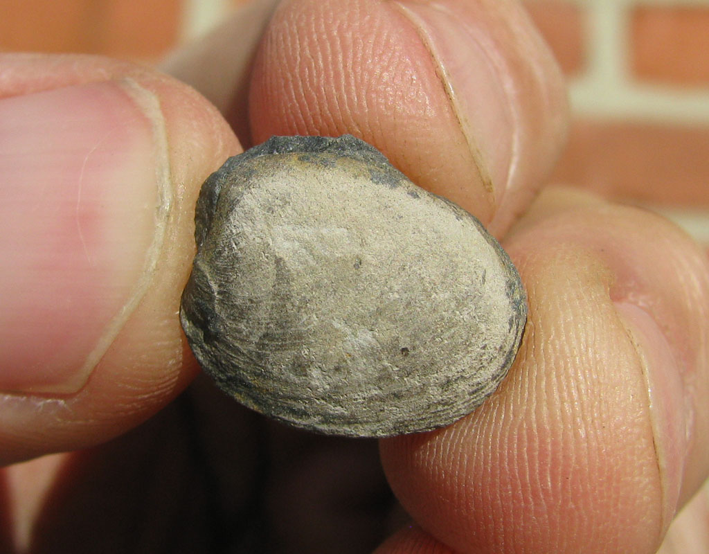 Views of the Mahantango: Nucula bellistriata pelecypod from the ...