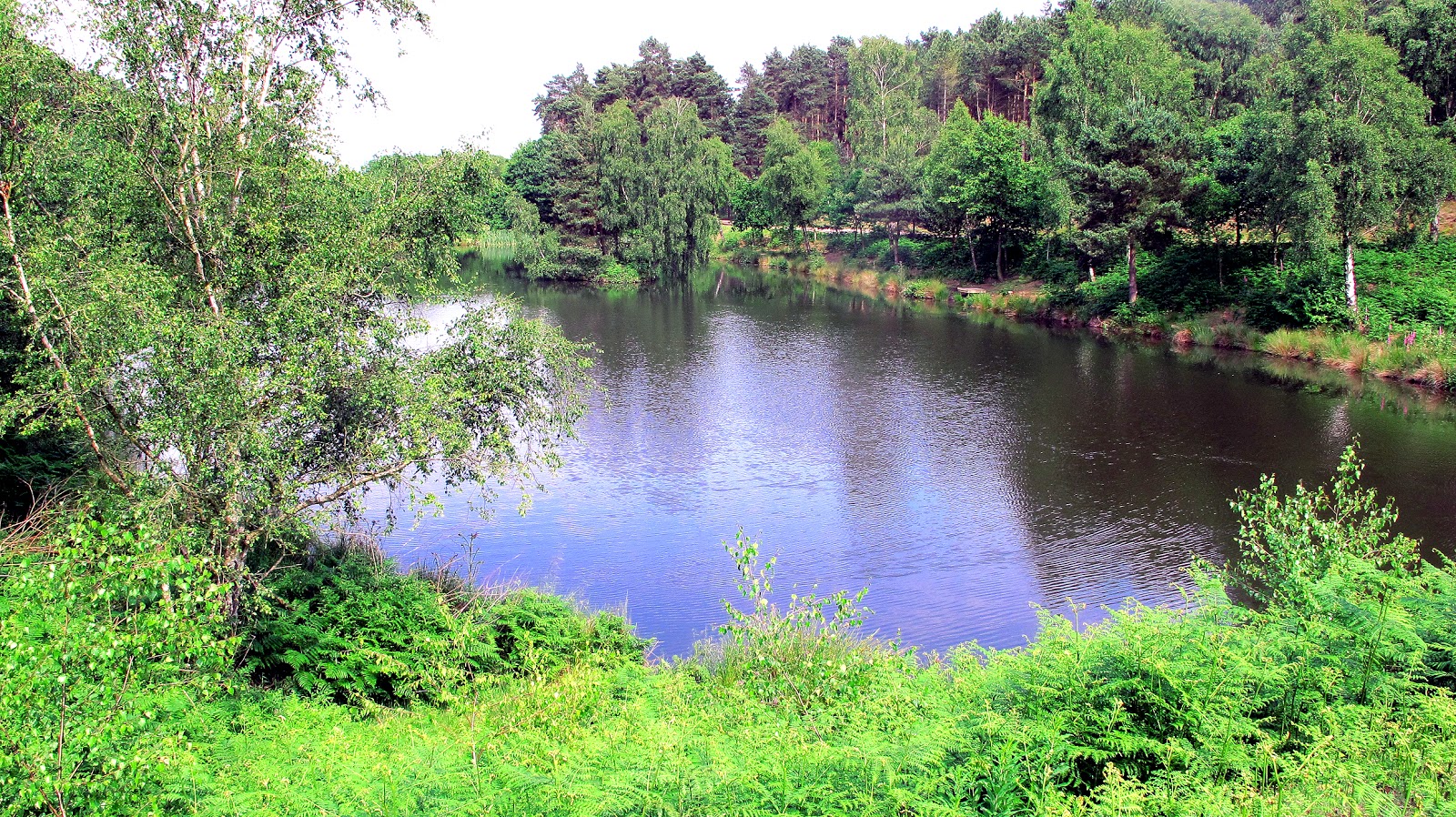 Two Wheels and a Camera: Cannock Chase