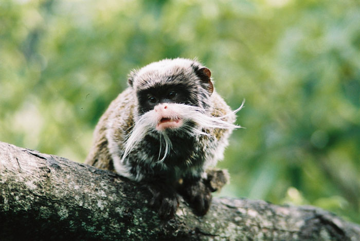Emperor Tamarin