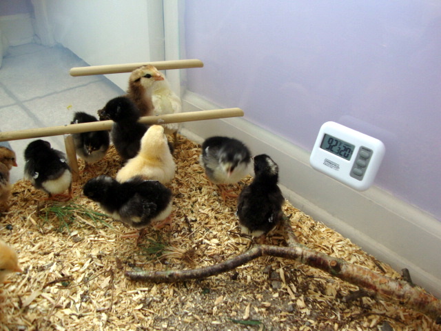 Seven Homemade Chick Brooders - Fresh Eggs Daily® with Lisa Steele