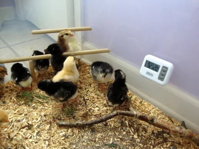 Seven Homemade Chick Brooders - Fresh Eggs Daily® with Lisa Steele