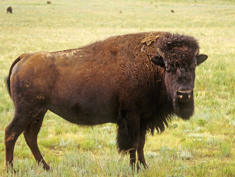 Bison | Wildlife True Facts & Photos | The Wildlife