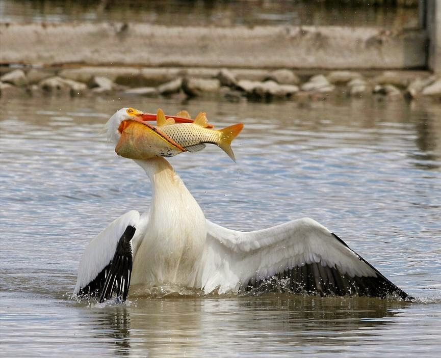 Sierra Sentinel News- Serving The Sierra Nevada Communities: This ...