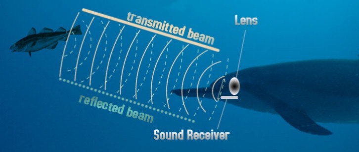 Image Processing - Image sources: Ultrasonic Imaging
