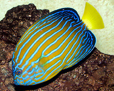 D' Ocean Aquarium: Ikan Angel (Angelfish)