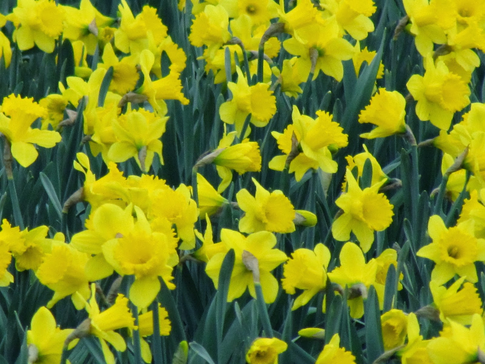Scene Through My Eyes: Daffodil Time
