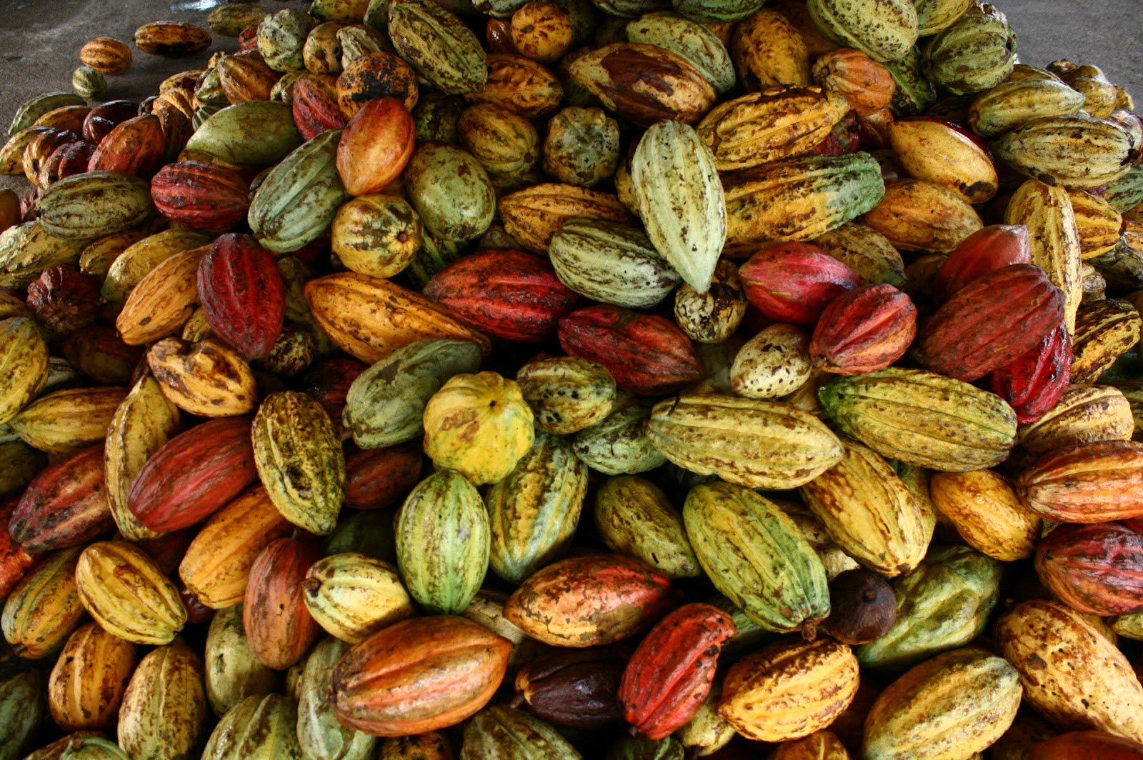 Main varieties of cacao.
